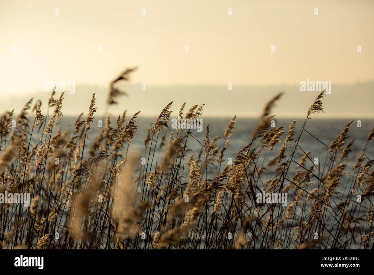 fern, sea reed, sunset glow, lake, blur nature, desktop wallpaper ...