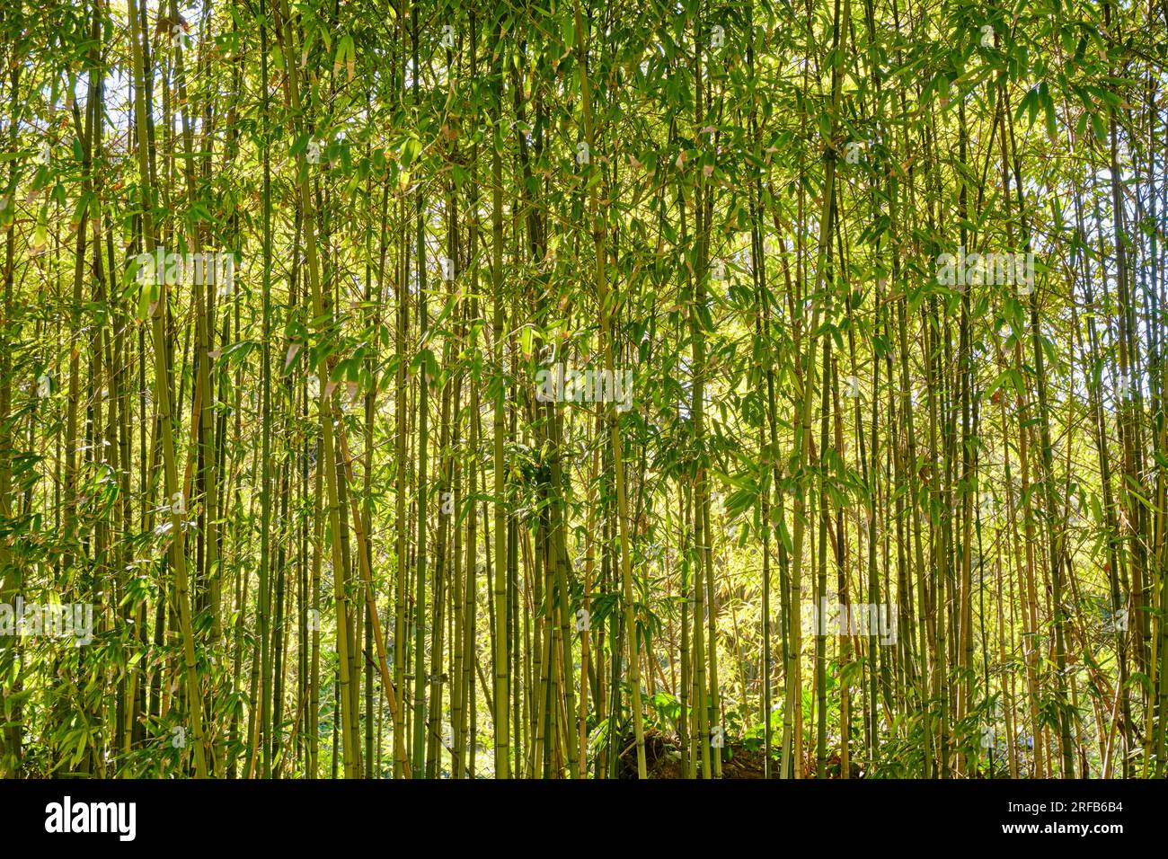 Canna house gardens hi-res stock photography and images - Alamy