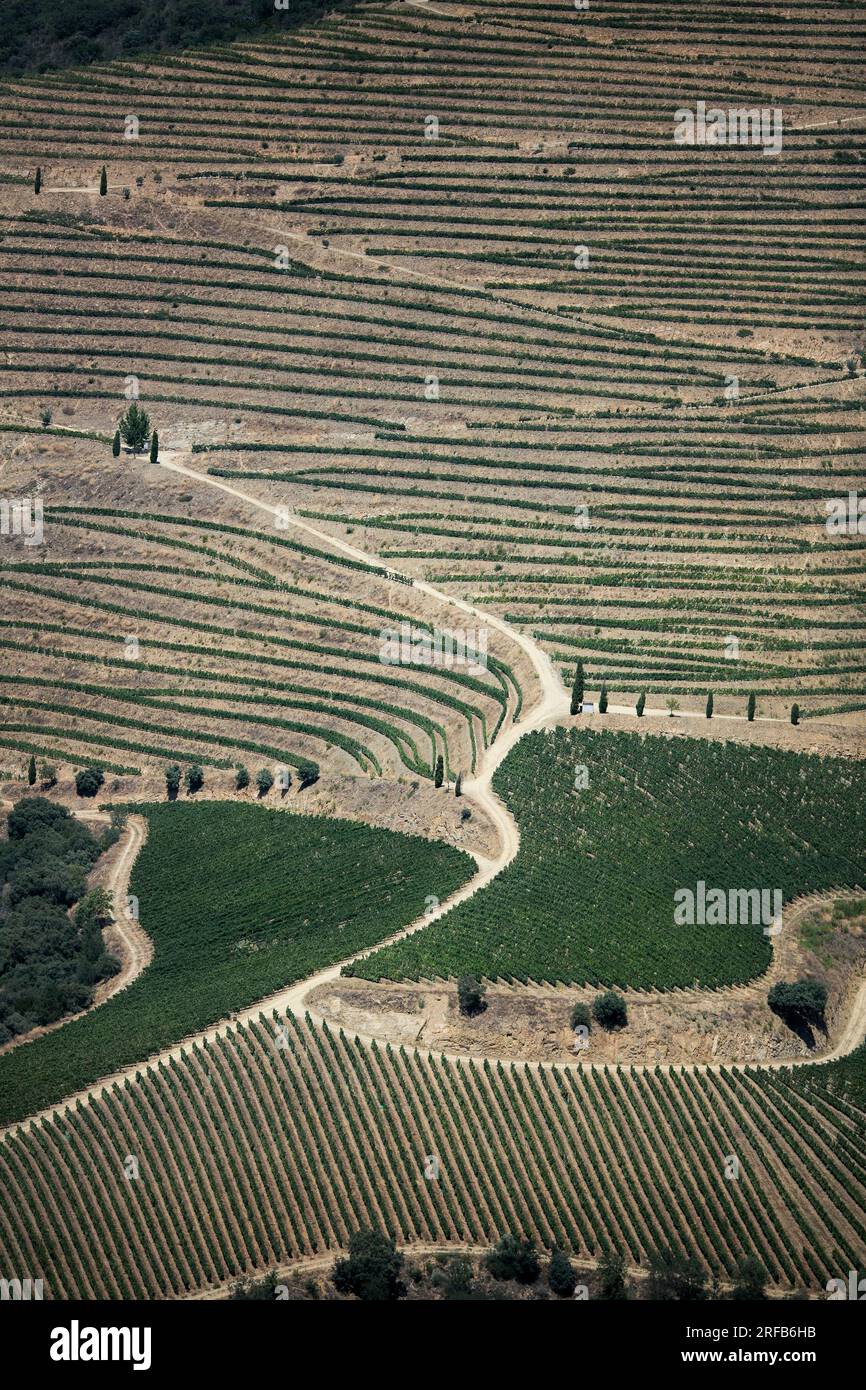Magic view of the vineyard slopes of the Douro Valley, Portugal Stock ...