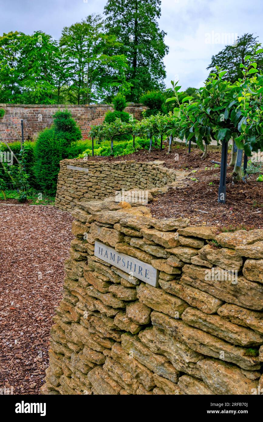 Some of the many different varieties of English apple trees growing in ...
