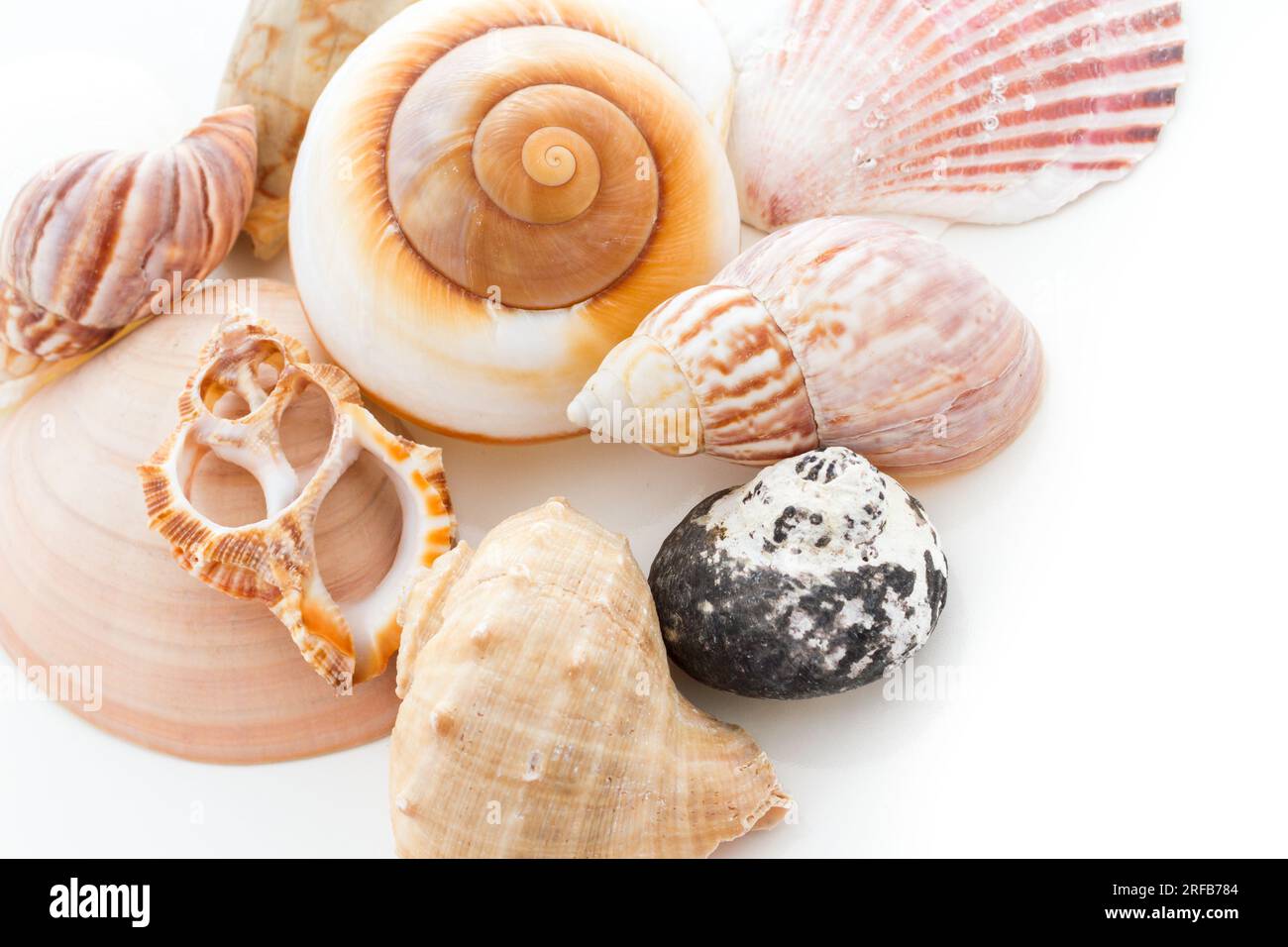 Sunray venus shell hi-res stock photography and images - Alamy