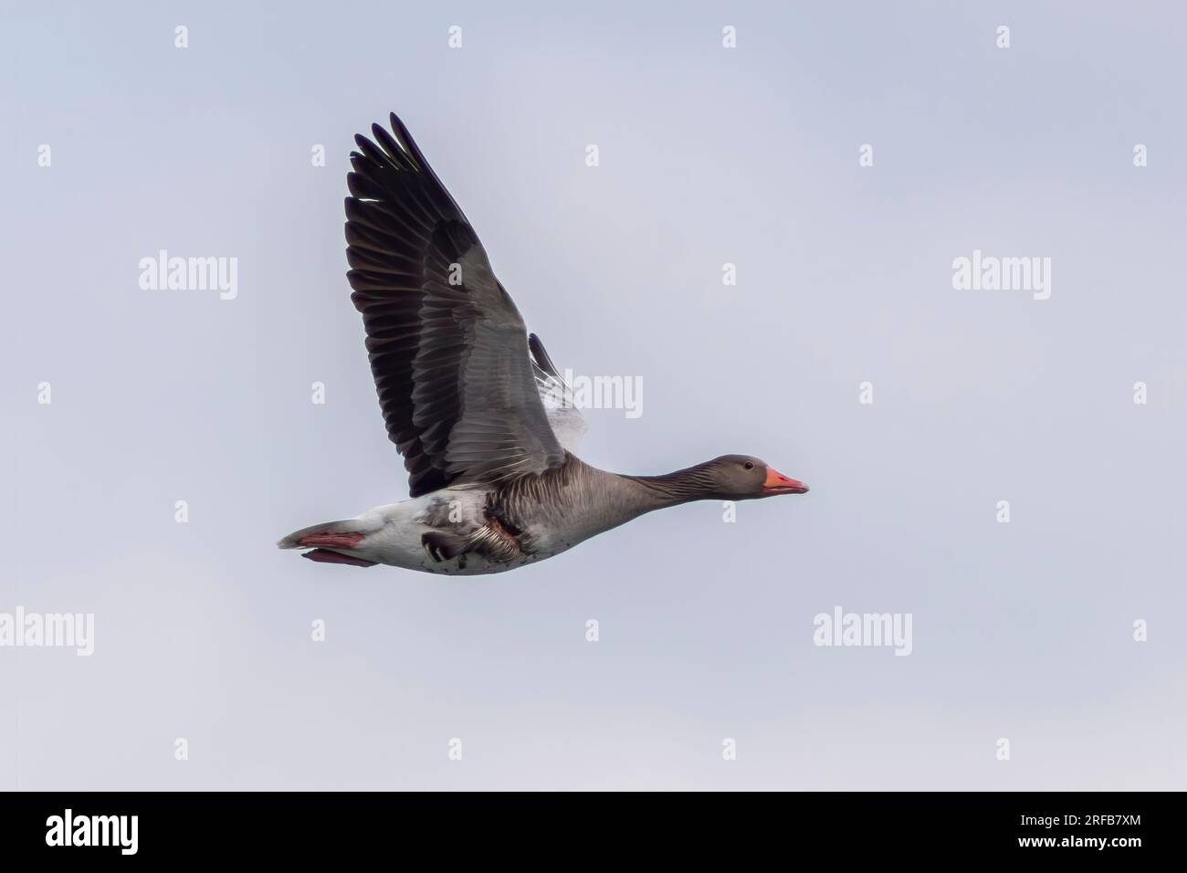 a greylag goose (Anser anser) flies in flight Stock Photo - Alamy
