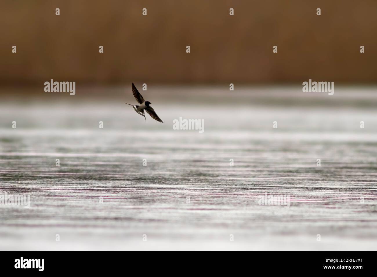 a barn swallow (Hirundo rustica) flies over a lake in search of insects ...