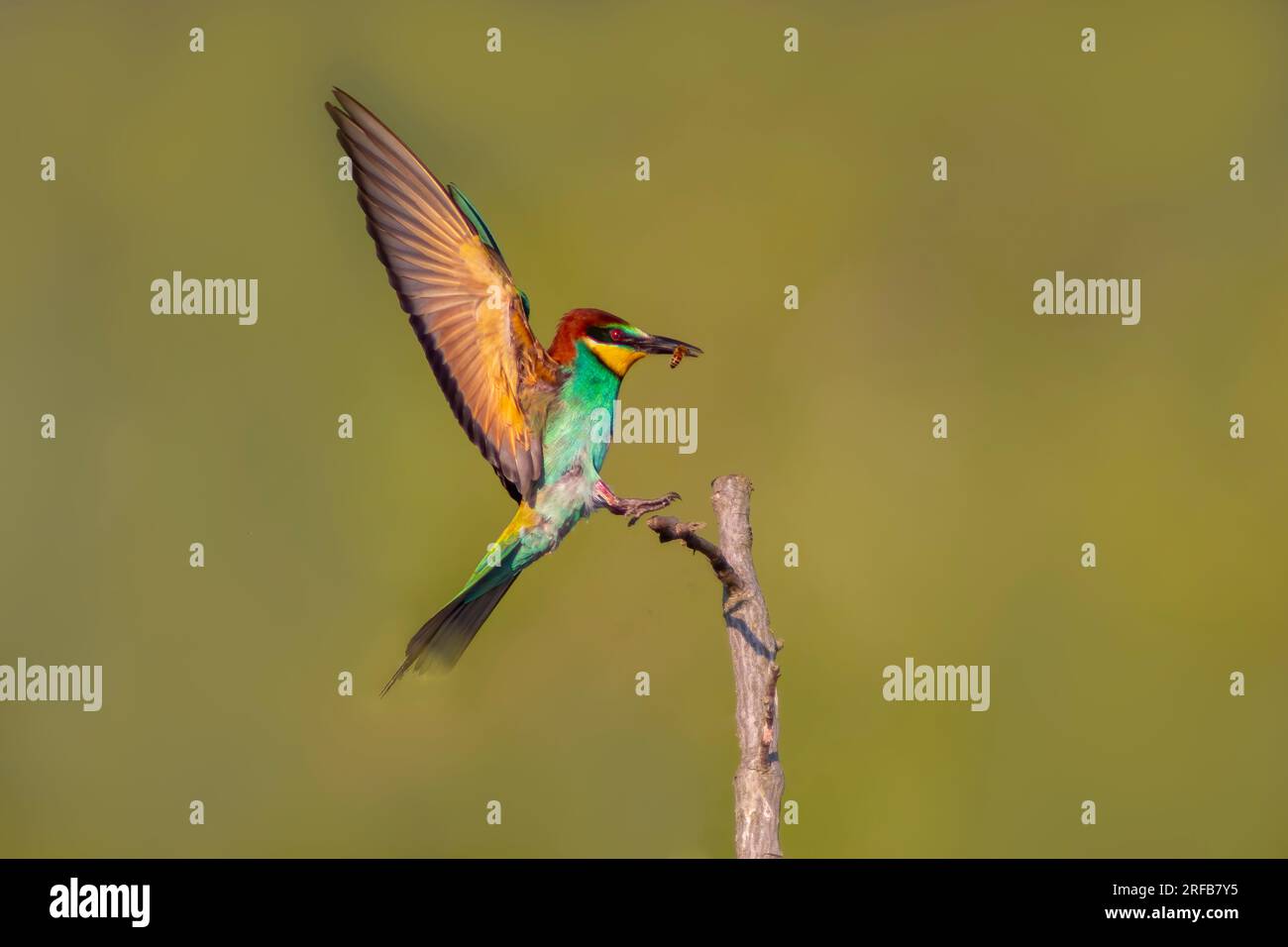 Merops apiaster singing hi-res stock photography and images - Alamy