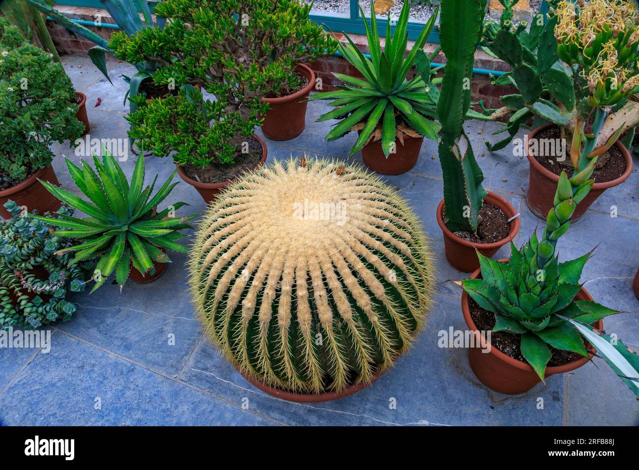 Different succulents including Echinocactus grusonii (Golden Barrel ...