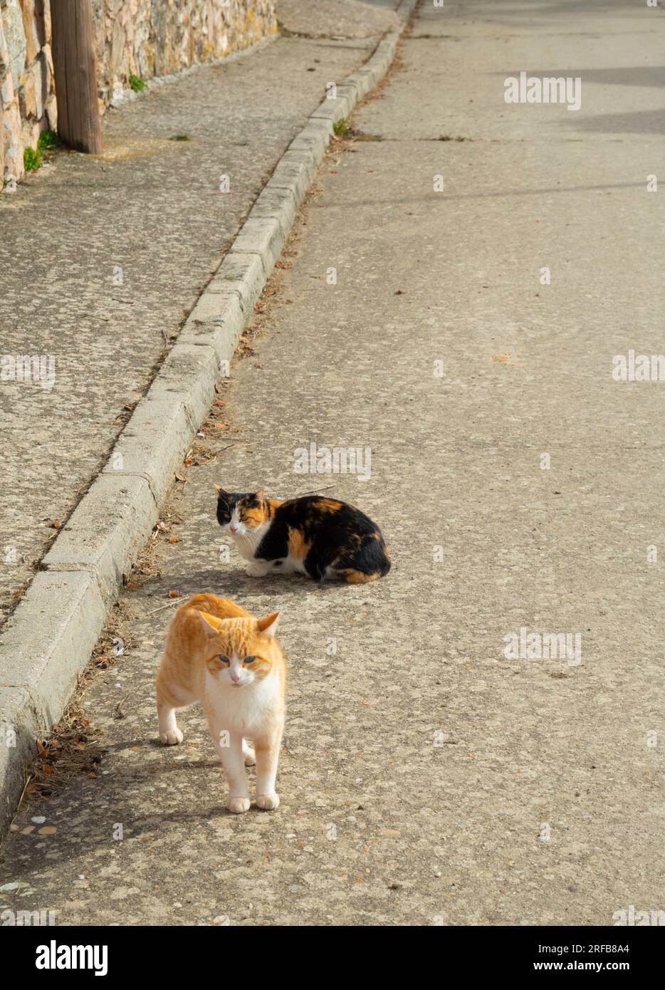 Female stray cat two hi-res stock photography and images - Alamy
