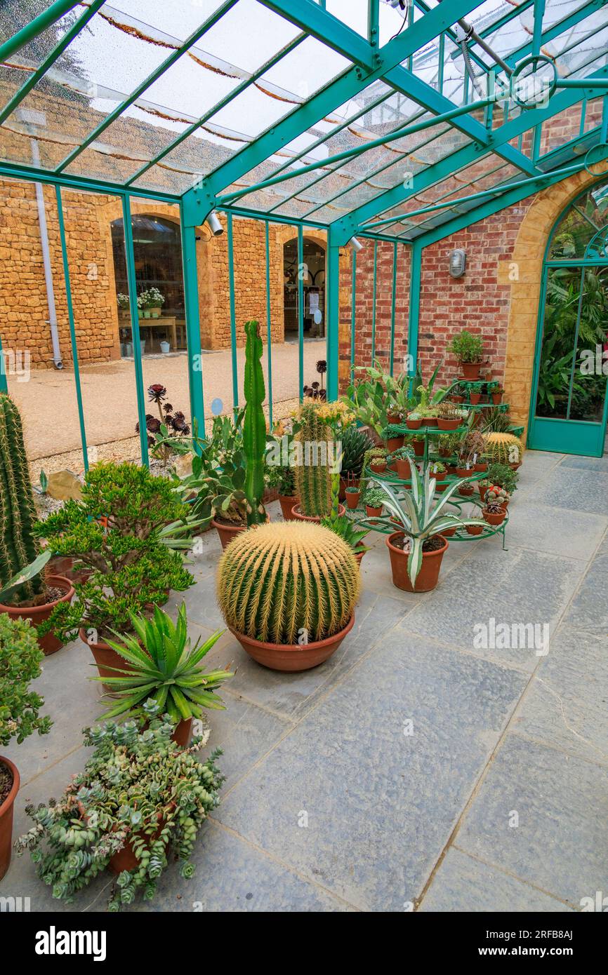 Different succulents including Echinocactus grusonii (Golden Barrel ...