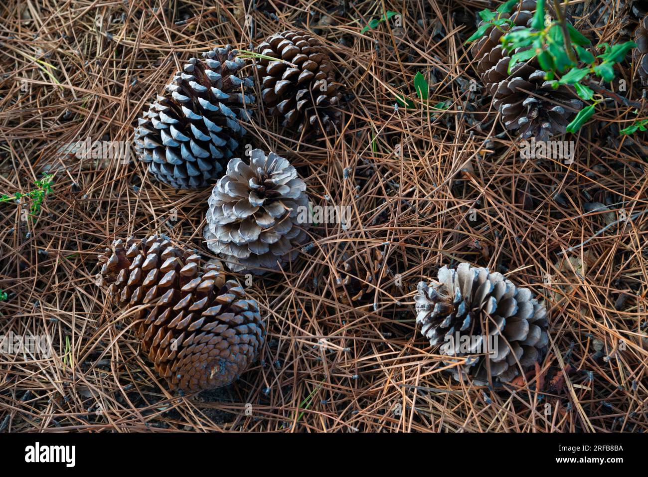Coníferas hi-res stock photography and images - Alamy