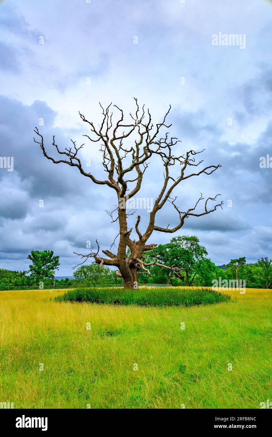 The branch structure of a dead oak tree in a field at 'The Newt in ...