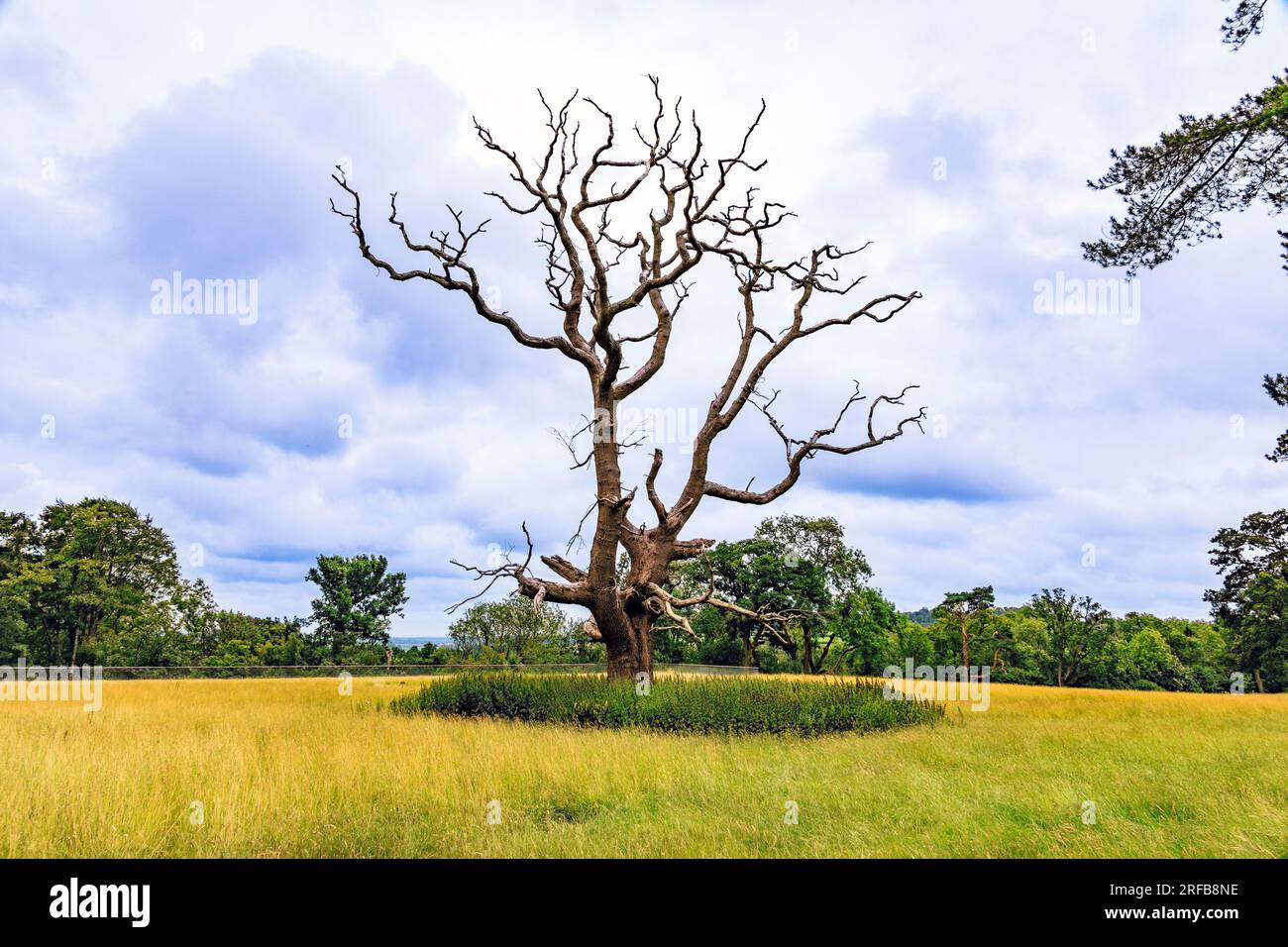 The branch structure of a dead oak tree in a field at 'The Newt in ...