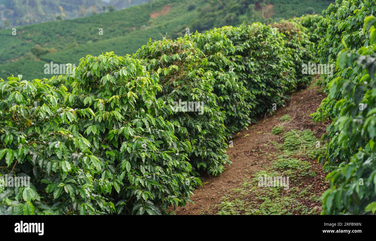 Coffee plantations on mountain slope stretching out to infinity Stock ...