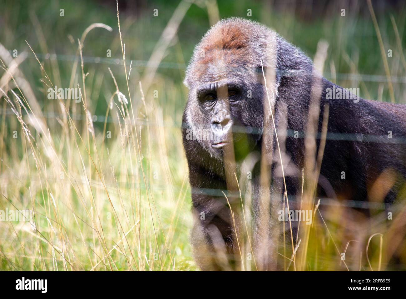 Gorilla social structure hi-res stock photography and images - Alamy