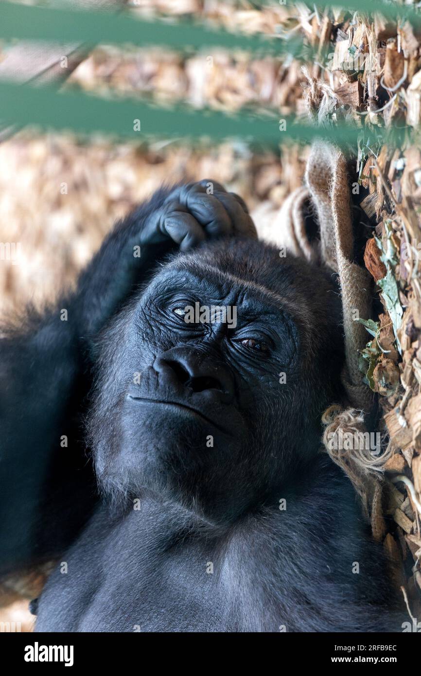 Gorilla social structure hi-res stock photography and images - Alamy
