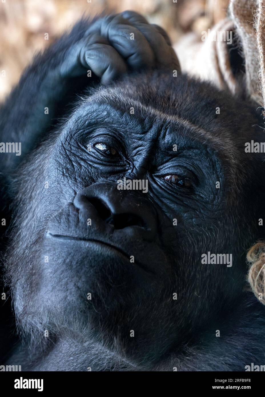 Gorilla social structure hi-res stock photography and images - Alamy