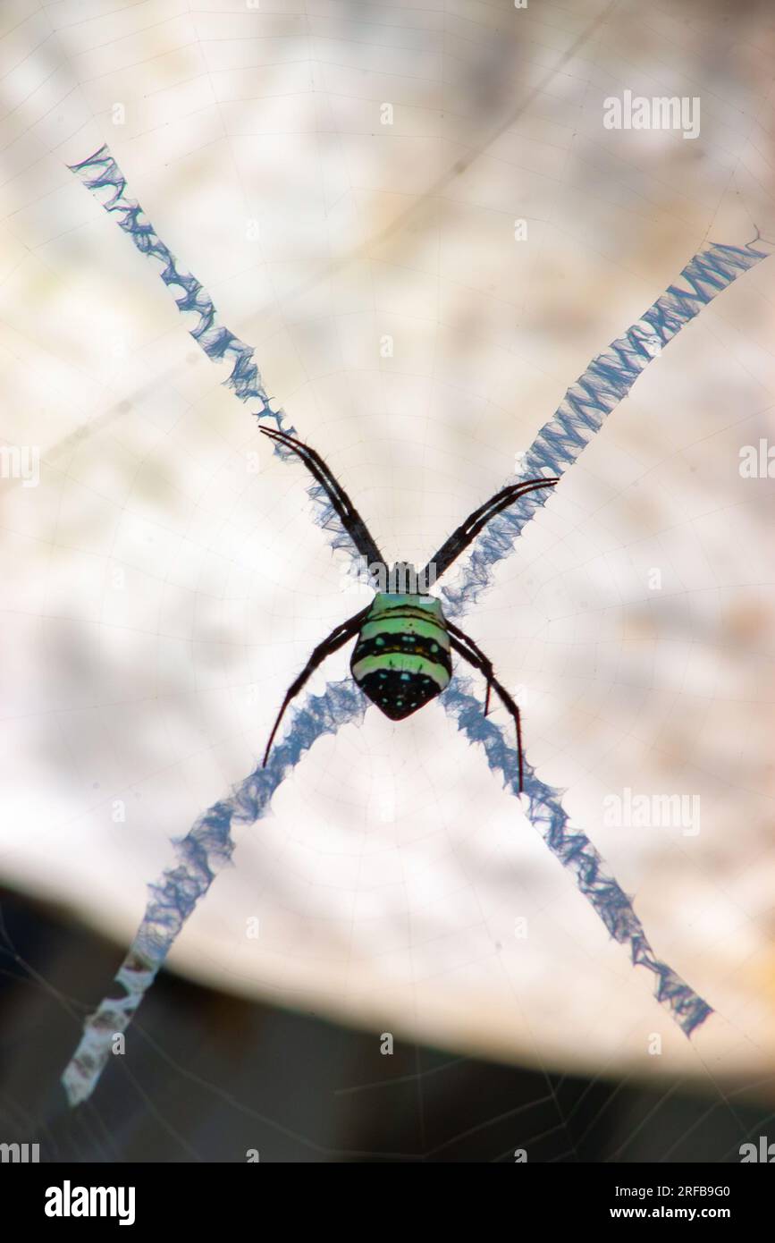 Saint Andrew’s Cross Spider, Argiope keyserlingi, or Northern Saint ...