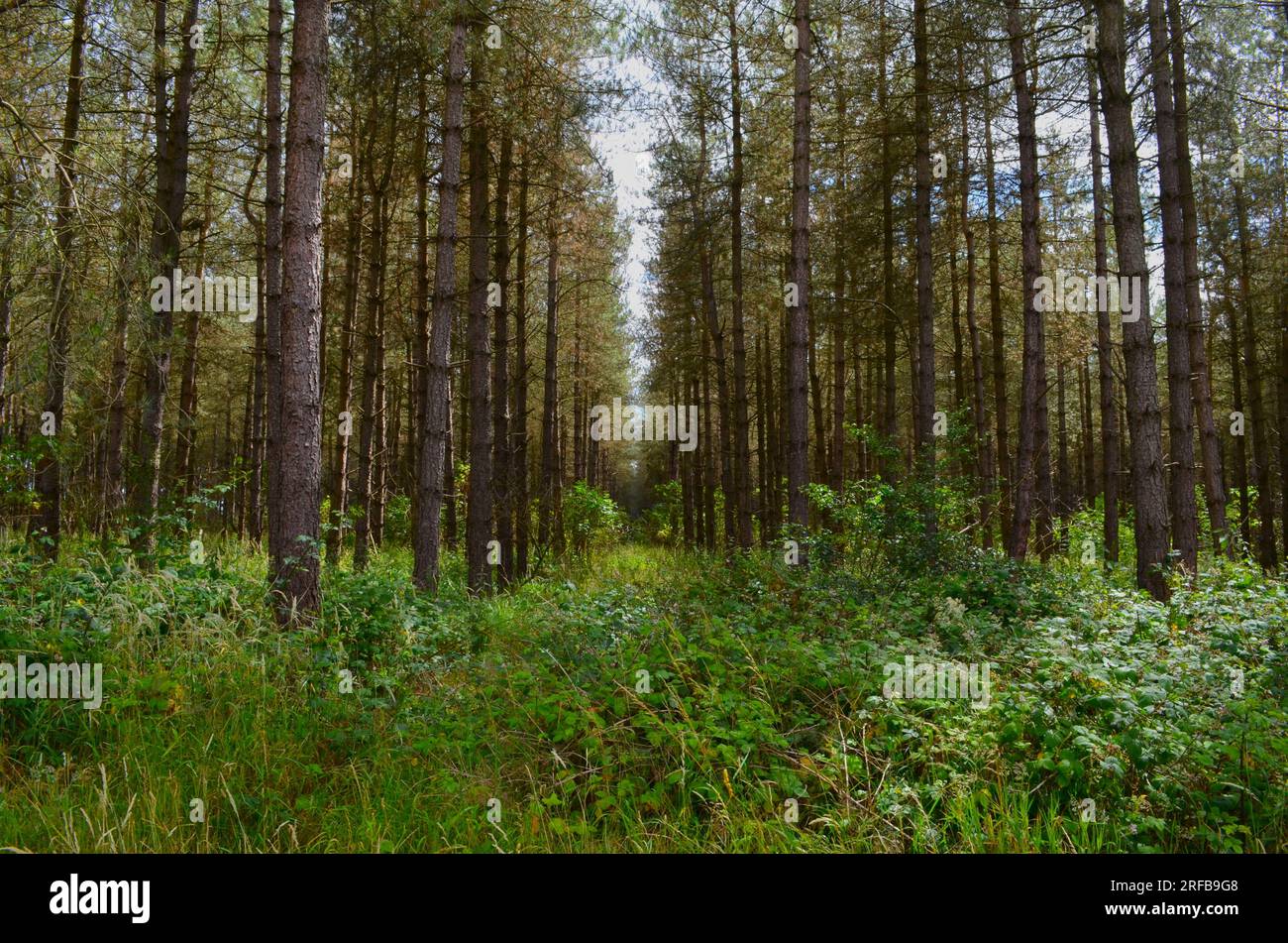 Formation of trees hi-res stock photography and images - Alamy