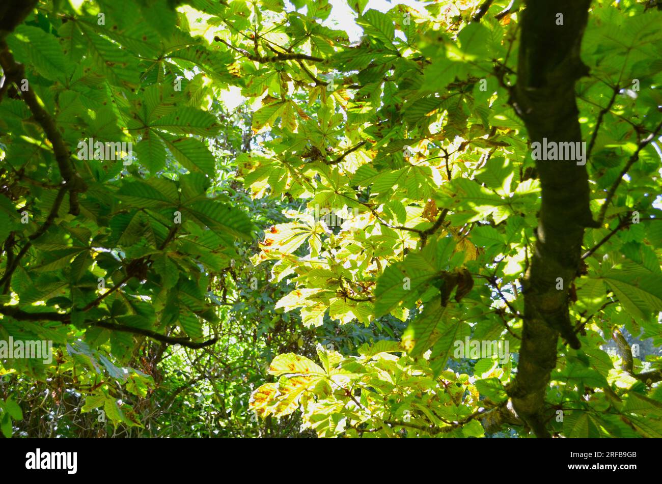 Tree leaves and branches Stock Photo - Alamy