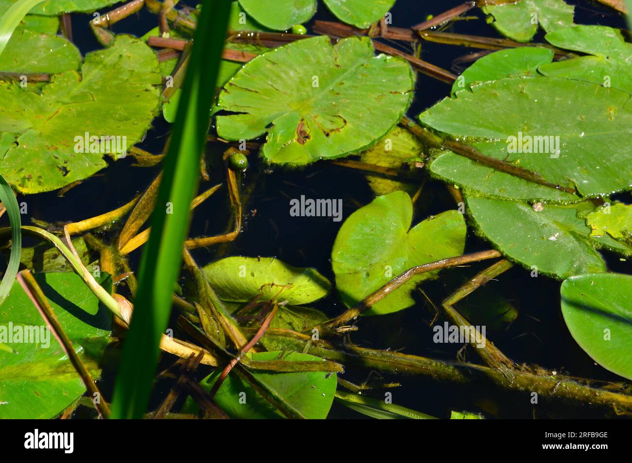 Lily Pads With pond life Stock Photo - Alamy