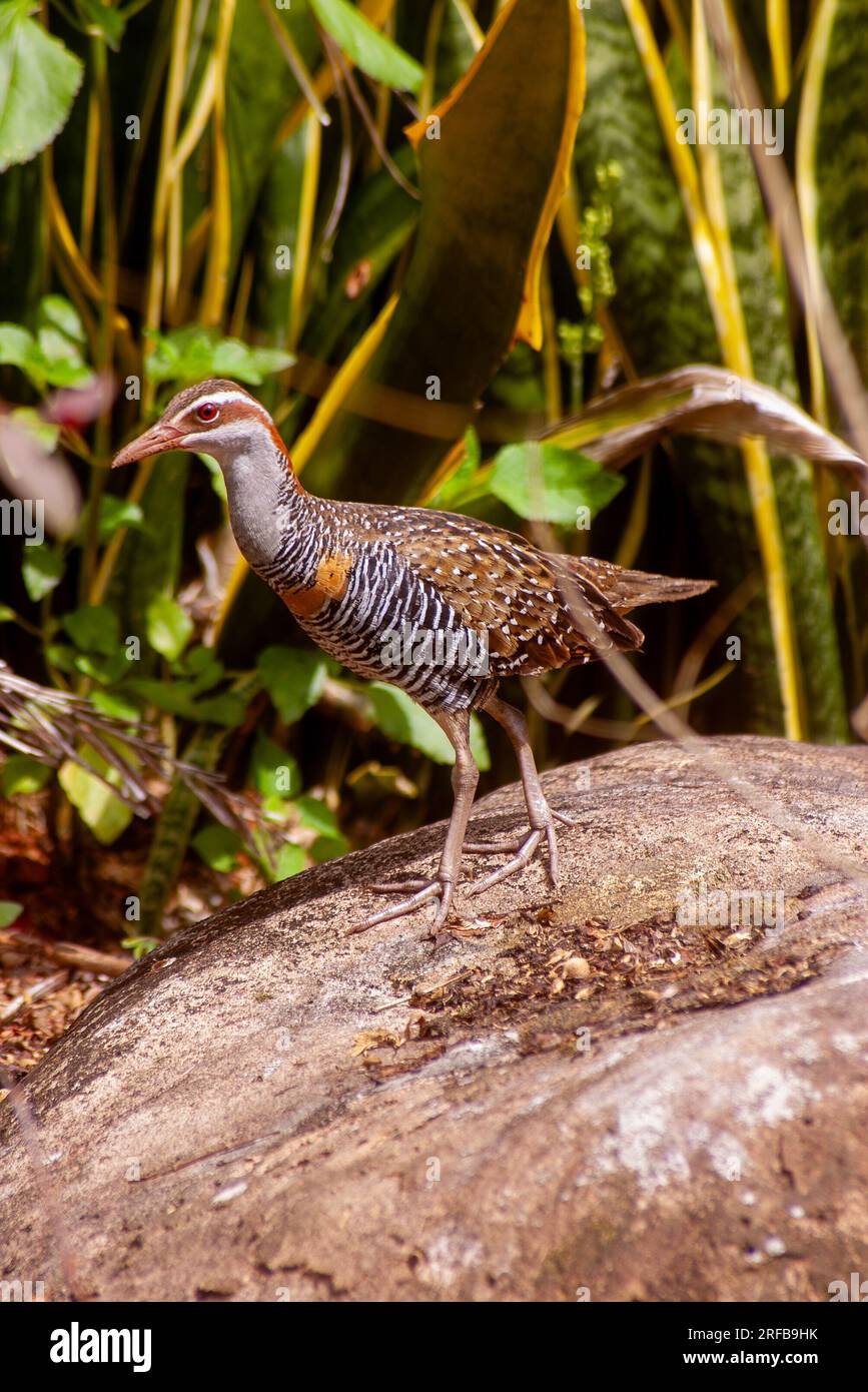 Buff-banded Rail, Hypotaenidia philippensis,, wild, Malanda, Australia ...