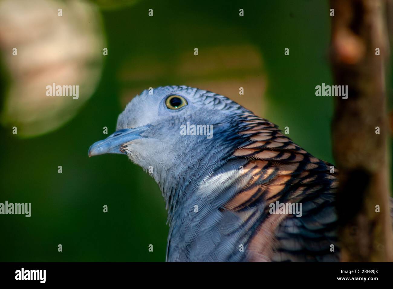 Bar-shouldered dove, Geopelia humeralis, long tailed dove, native to ...