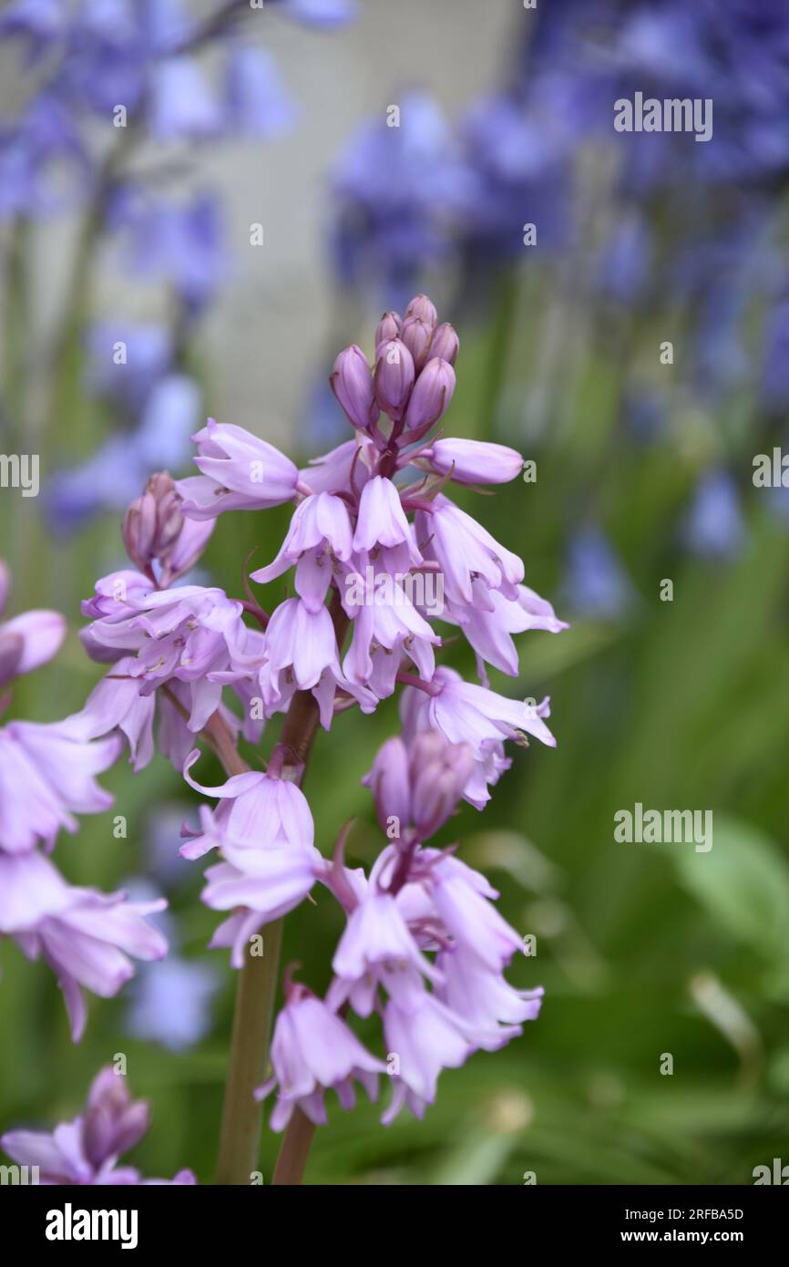 Garden with pretty light pink bellflowers blooming and flowering Stock ...
