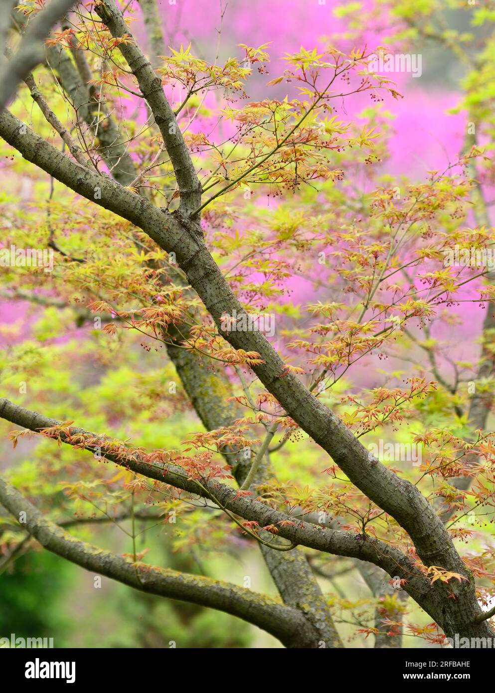 Detail of vivid red and green leaves of ornamental maple tree japanese ...