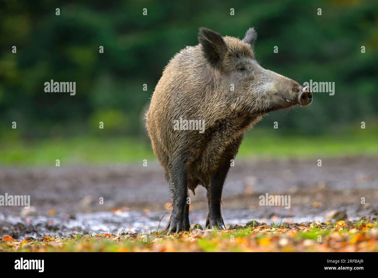 Female pigs hi-res stock photography and images - Alamy