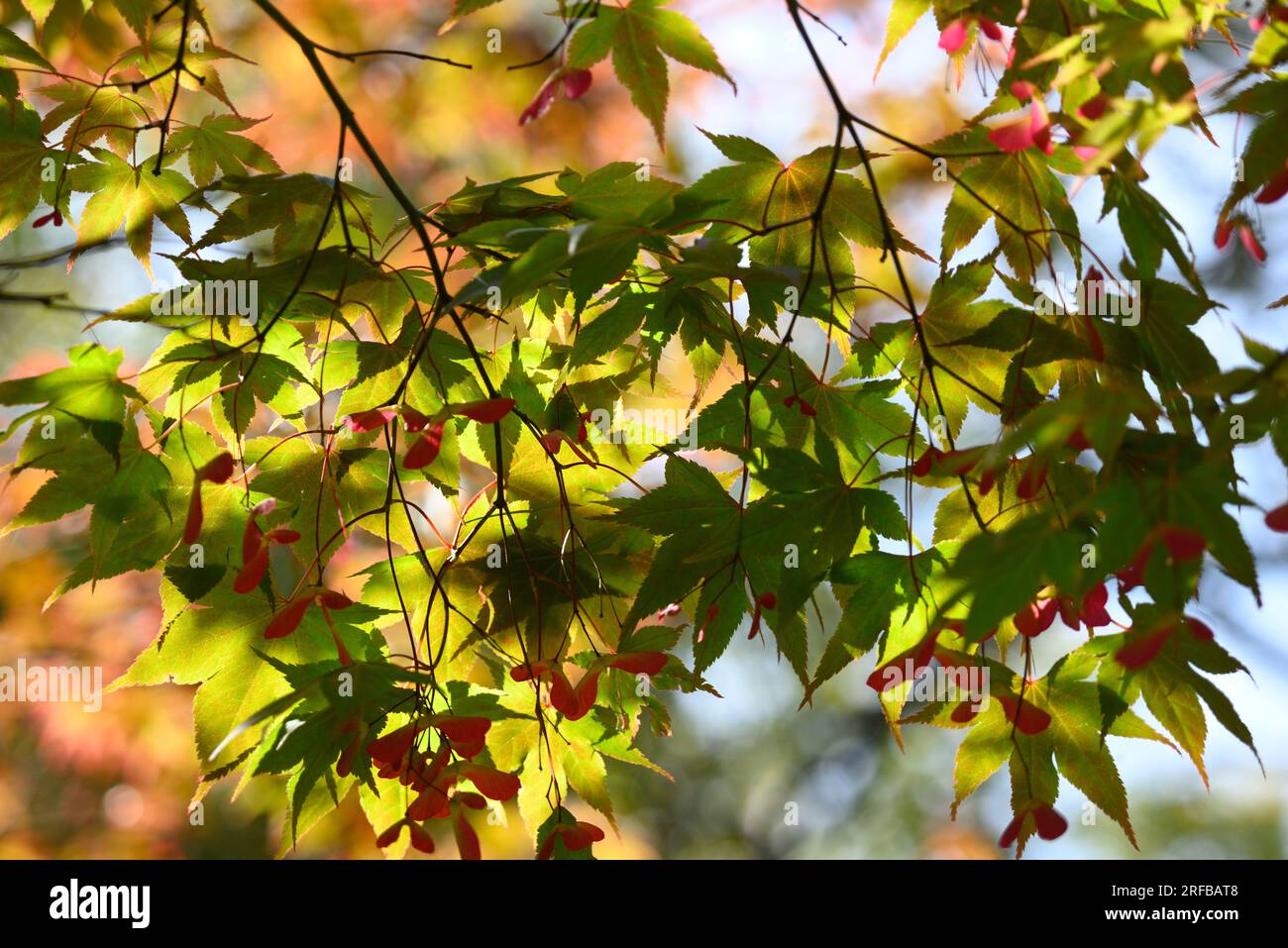 Detail of vivid red and green leaves of ornamental maple tree japanese ...