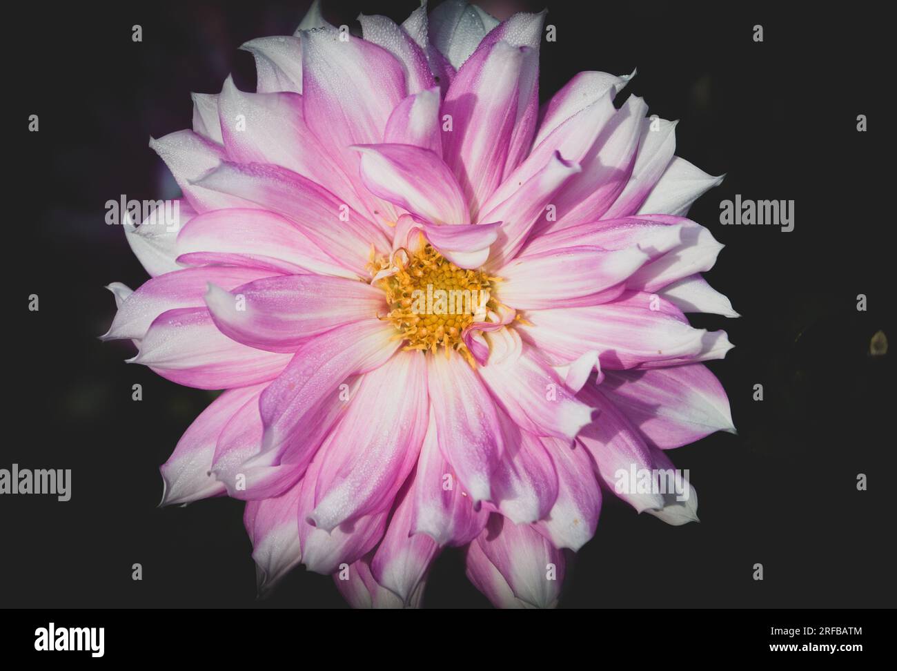 Single botany hi-res stock photography and images - Alamy