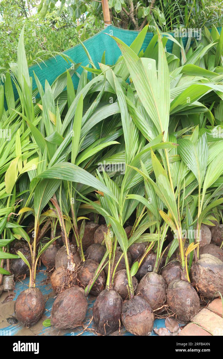 Coconut farming malaysia hi-res stock photography and images - Alamy