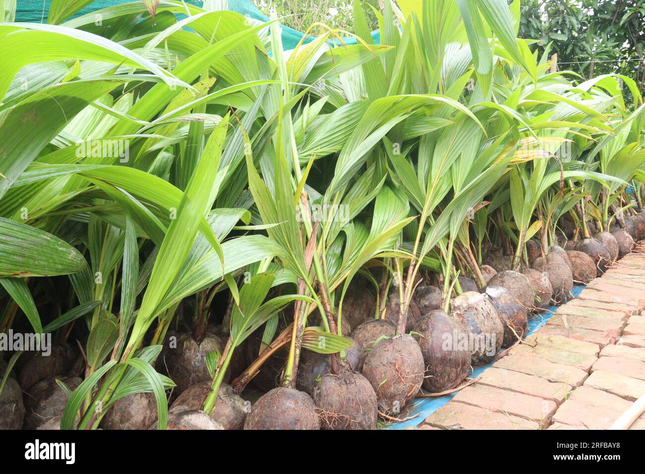 Coconut farming malaysia hi-res stock photography and images - Alamy