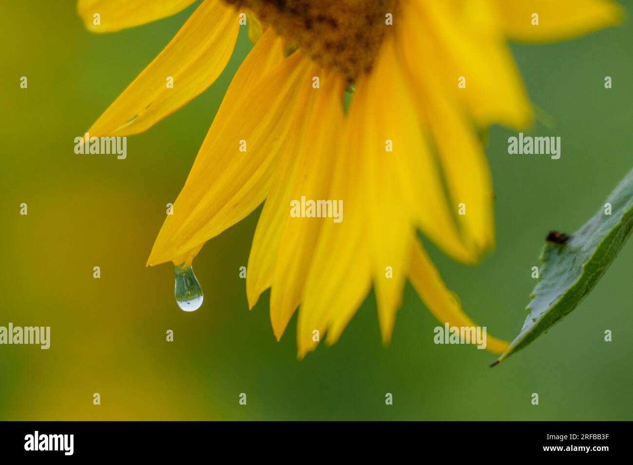 Osthofen, Germany. 02nd Aug, 2023. A drop of water hangs on a sunflower ...