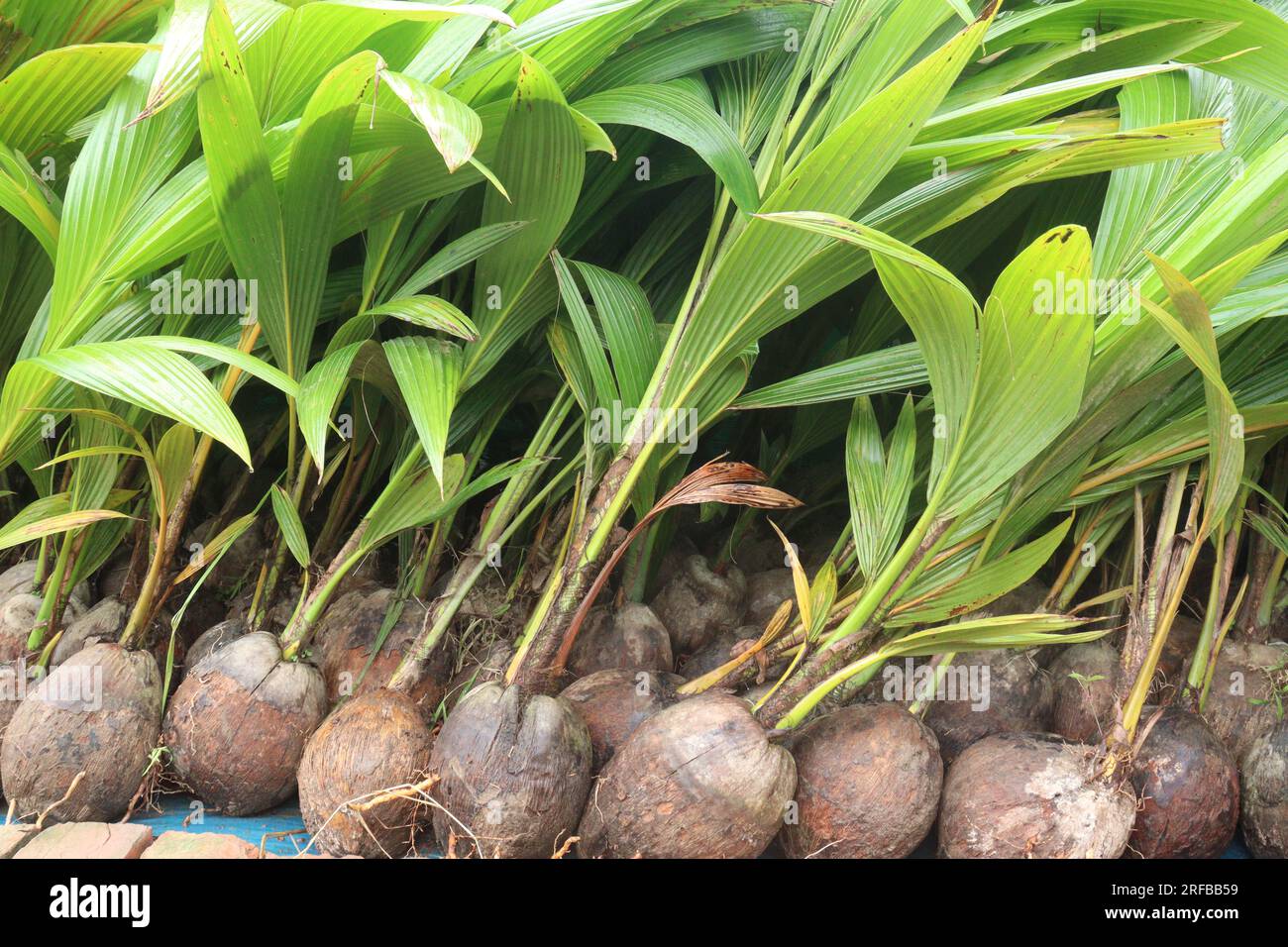 coconut tree on farm for harvest are cash crops Stock Photo - Alamy
