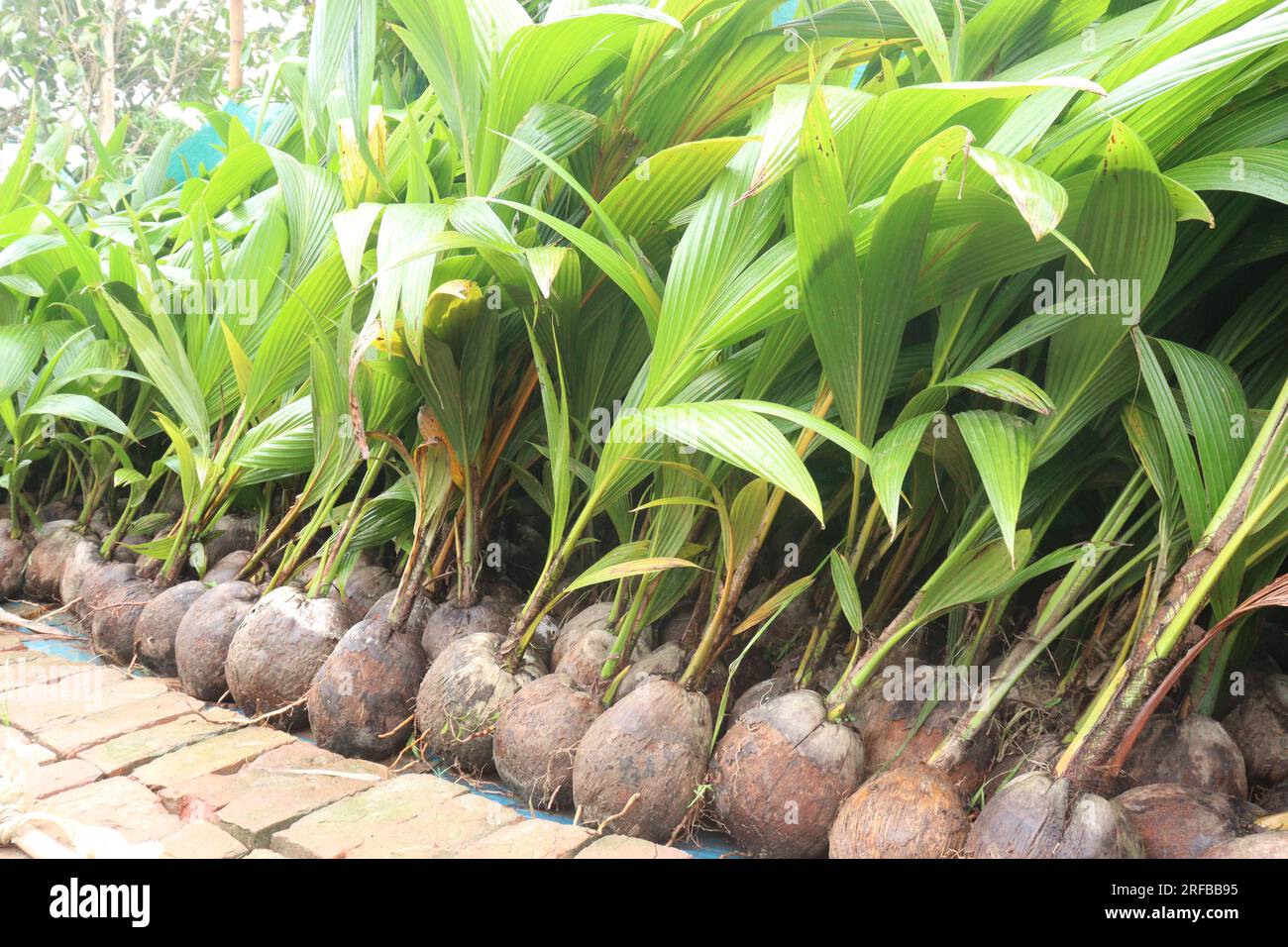 coconut tree on farm for harvest are cash crops Stock Photo - Alamy