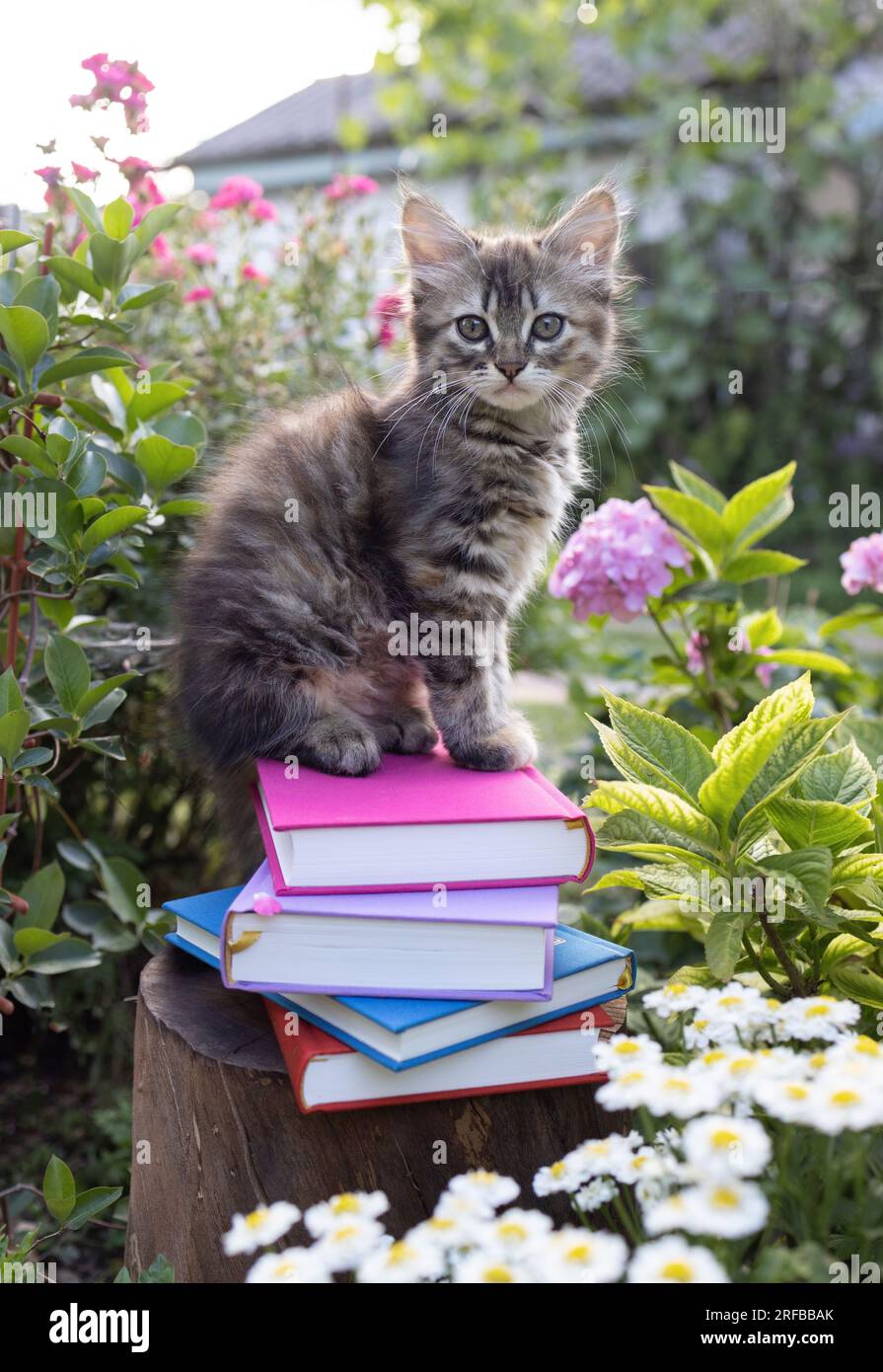 Fluffy cat and stack of books hi-res stock photography and images - Alamy