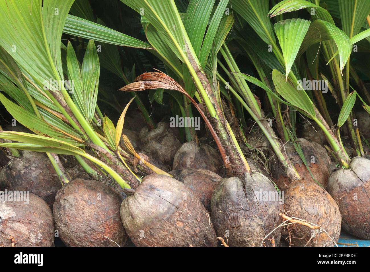 coconut tree on farm for harvest are cash crops Stock Photo - Alamy