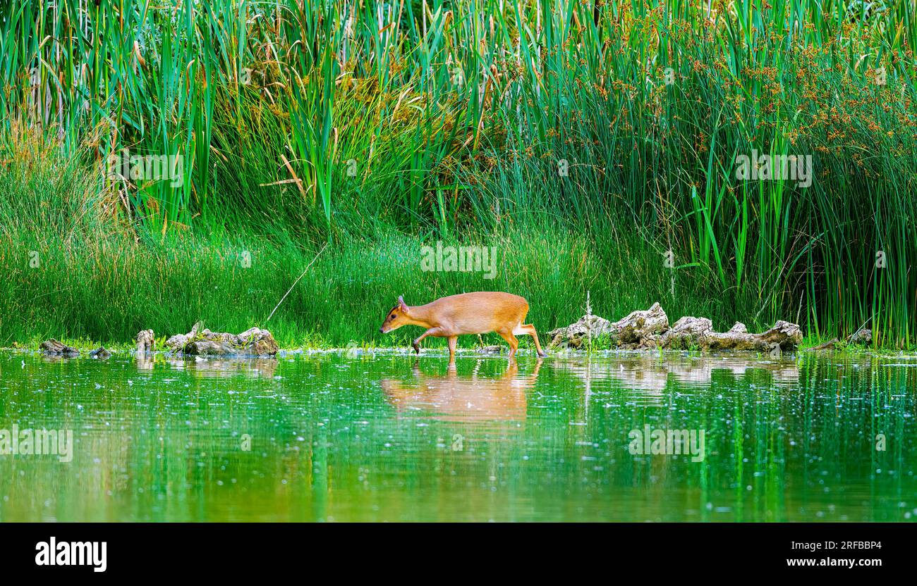 Female Muntjac / Barking Deer tip toeing along the water front Stock ...