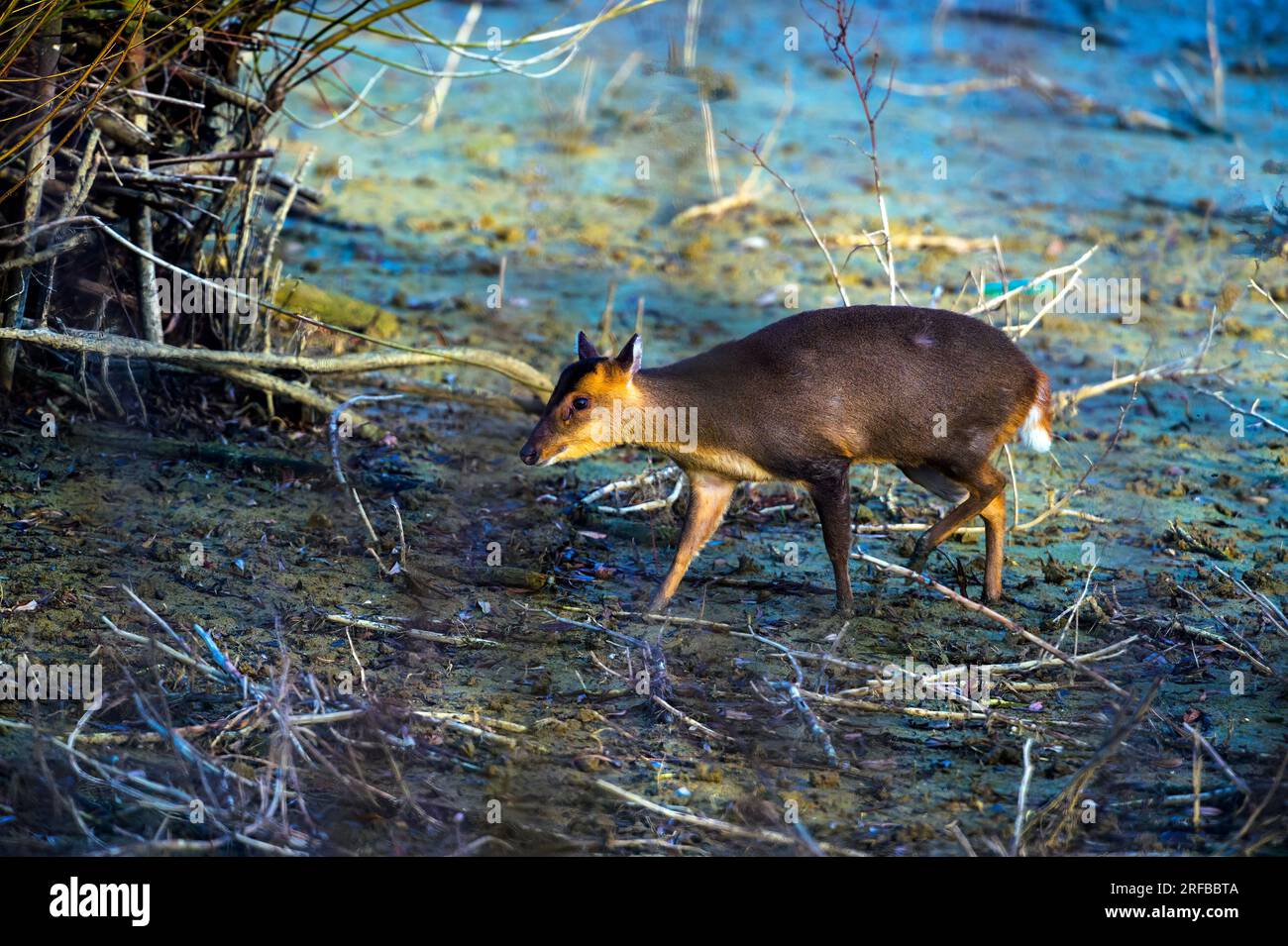 Male and young muntjac hi-res stock photography and images - Alamy