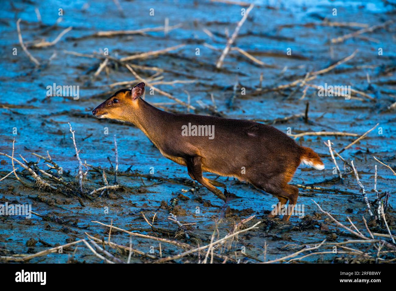 Young Male Muntjac / Barking Deer Stock Photo - Alamy