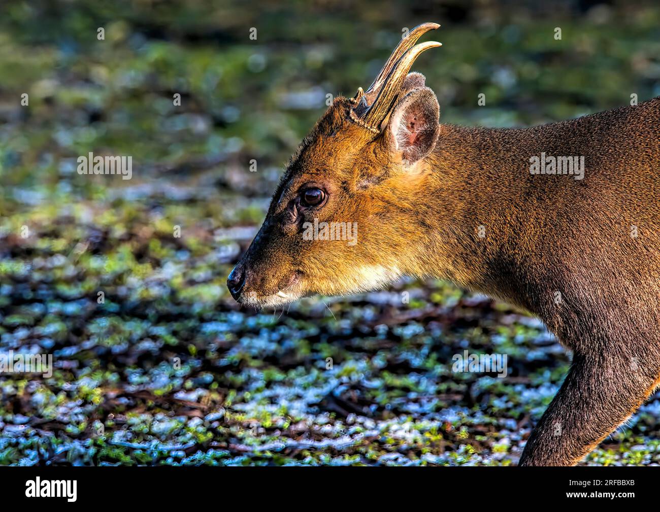 Male Muntjac/Barking Deer Stock Photo - Alamy