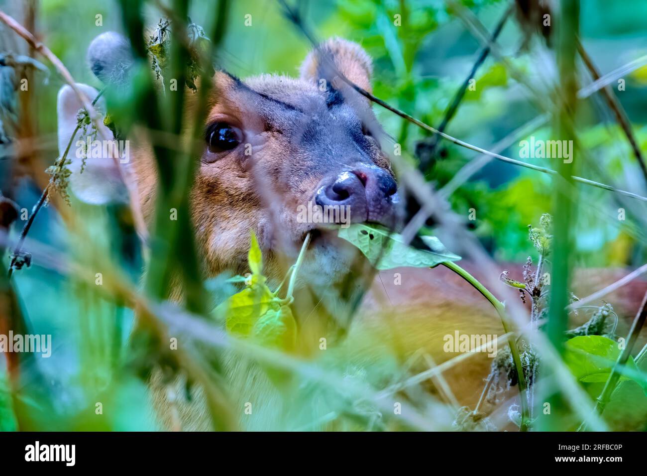Male Muntjac / Barking Deer Eating Stock Photo - Alamy