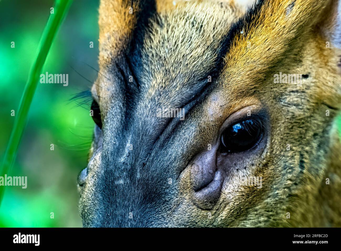 Male Muntjac / Barking Deer Eating Stock Photo - Alamy