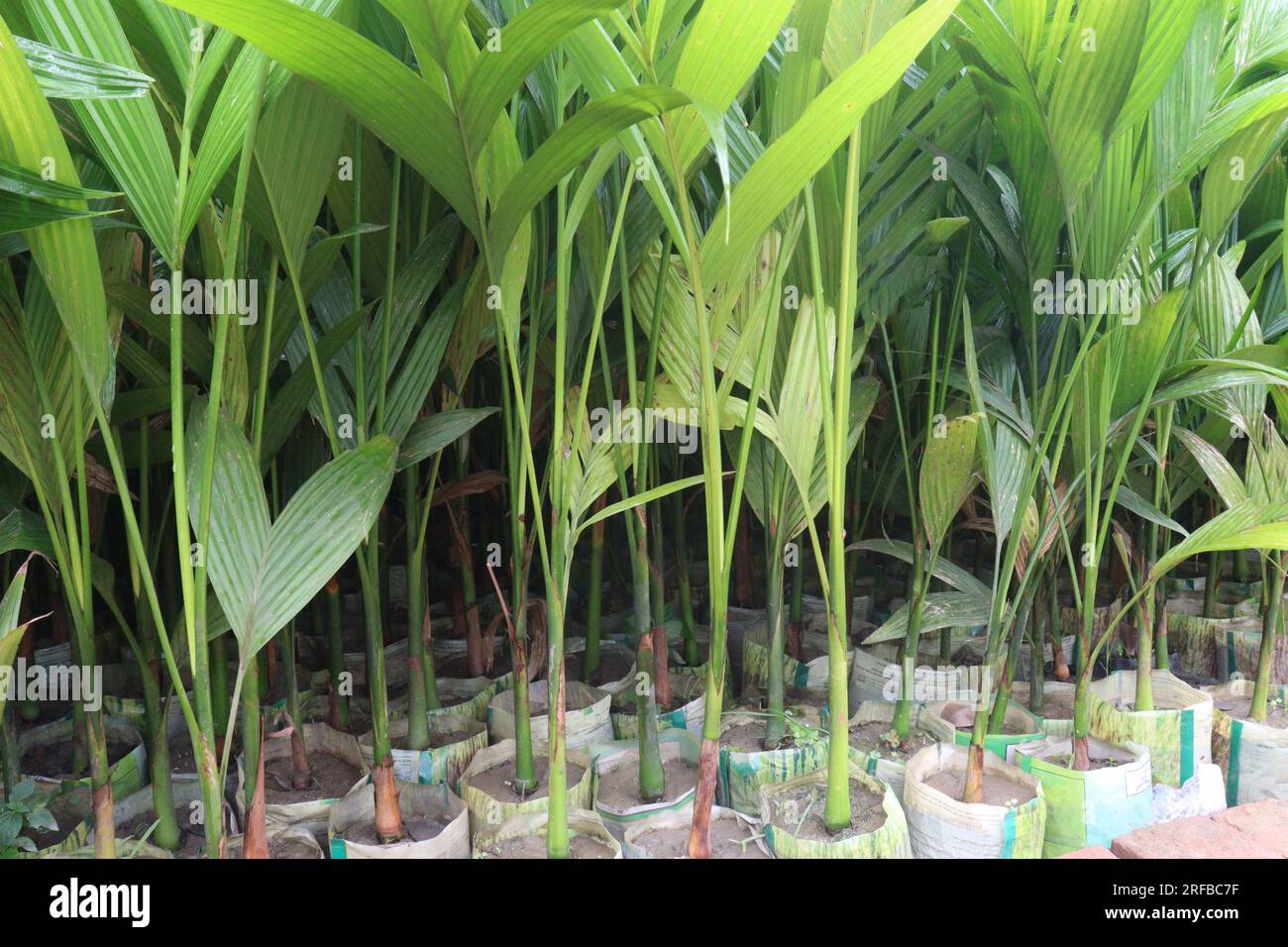 Areca nut tree plant on nursery for harvest are cash crops Stock Photo ...
