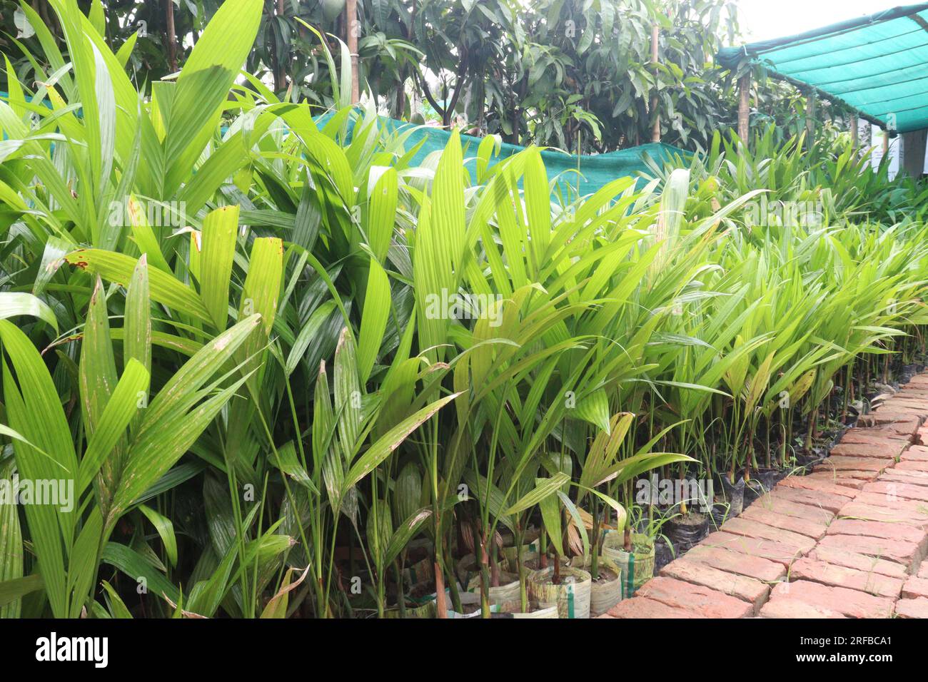 Areca nut tree plant on nursery for harvest are cash crops Stock Photo ...