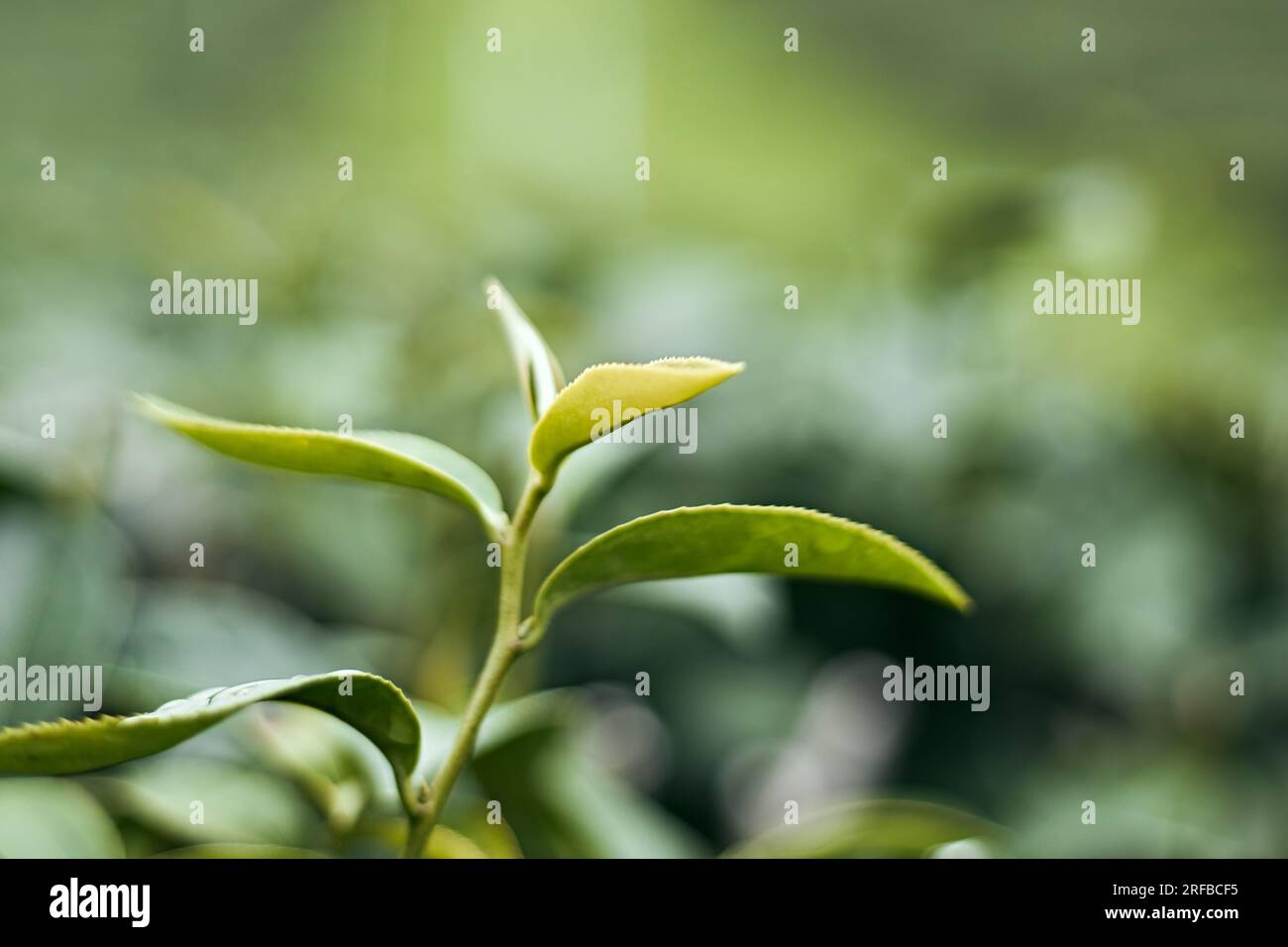 Tea leaf in the tea plantation for creating nature background shows the ...
