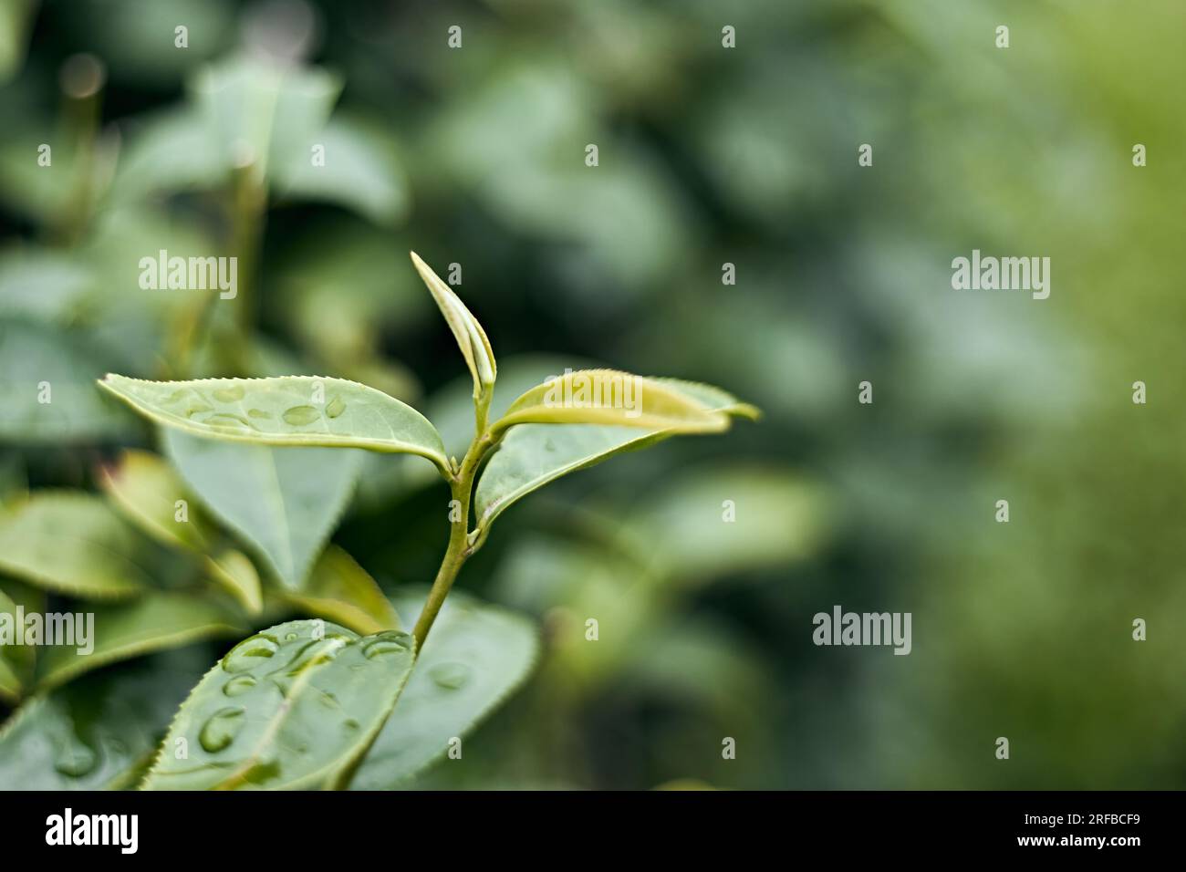 Tea leaf in the tea plantation for creating nature background shows the ...