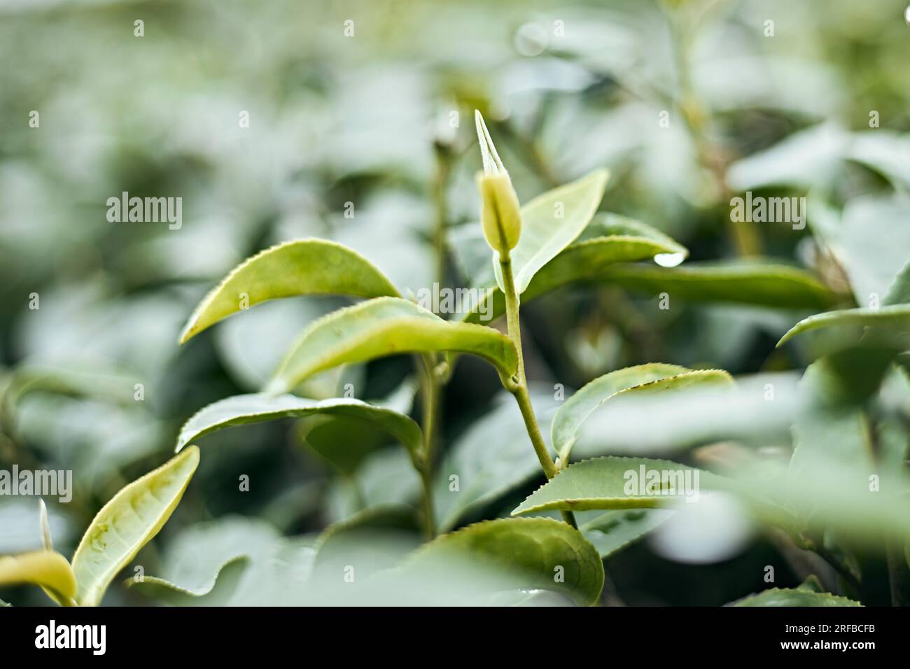 Tea leaf in the tea plantation for creating nature background shows the ...