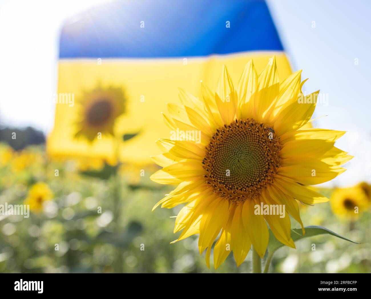 Close up sunflowers flutter in hi-res stock photography and images - Alamy