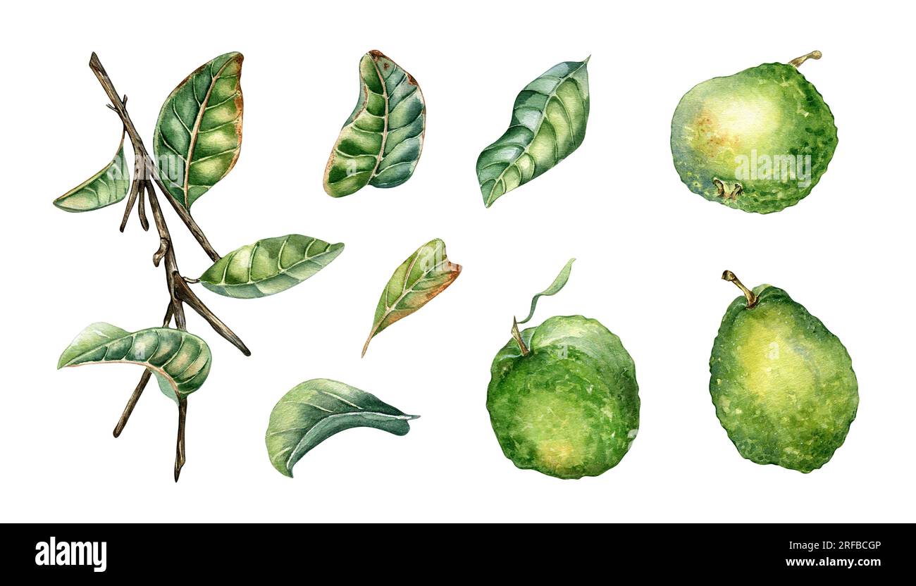 Set with branch of tree and three guava fruits watercolor illustration ...