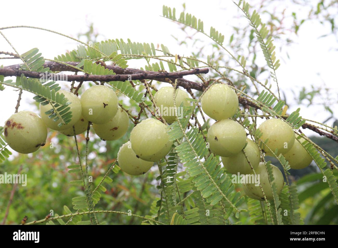Amla tree hi-res stock photography and images - Alamy